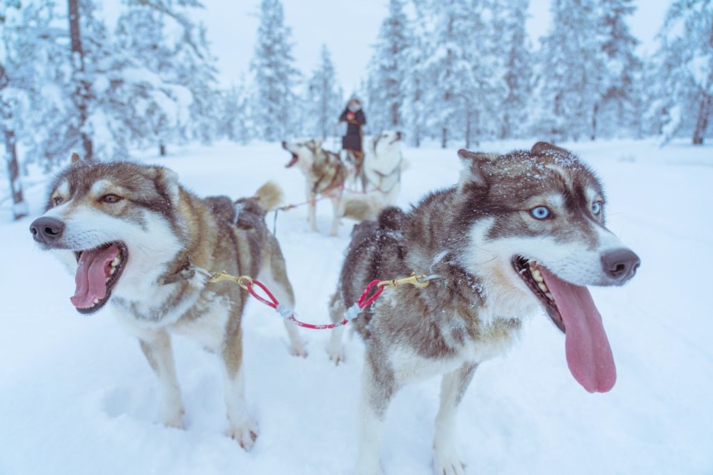 Donde montar en trineo de perros con Passport Marks